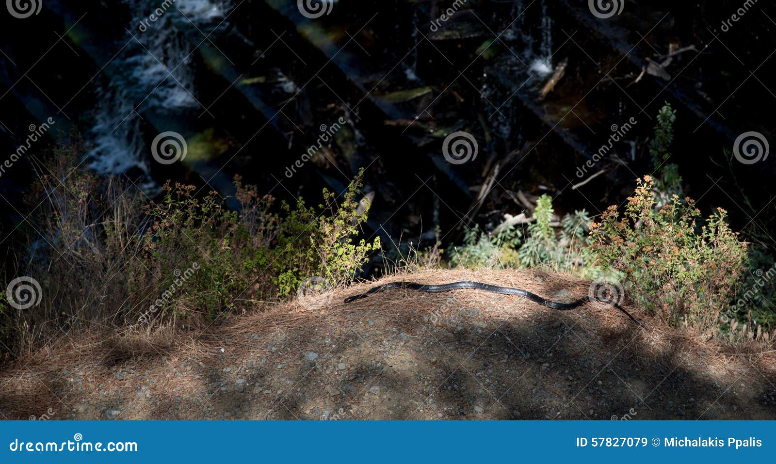 Grande Serpente Do Preto Do Chicote Imagem de Stock - Imagem de ...