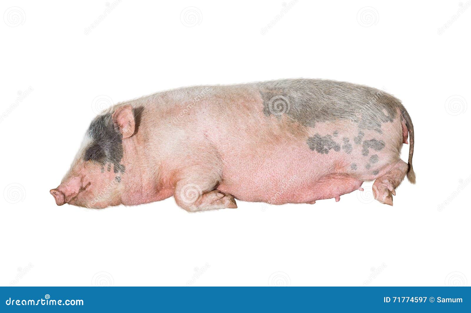 Grande Sonno Rosa Del Maiale Immagine Stock - Immagine di coda, studio ...