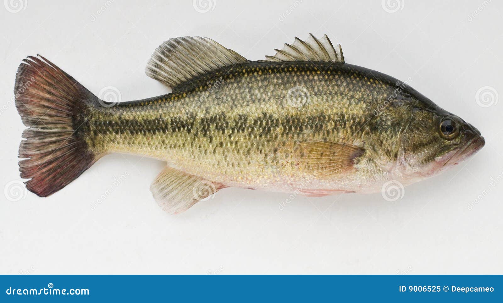 Grande spigola della bocca immagine stock. Immagine di bocca - 9006525