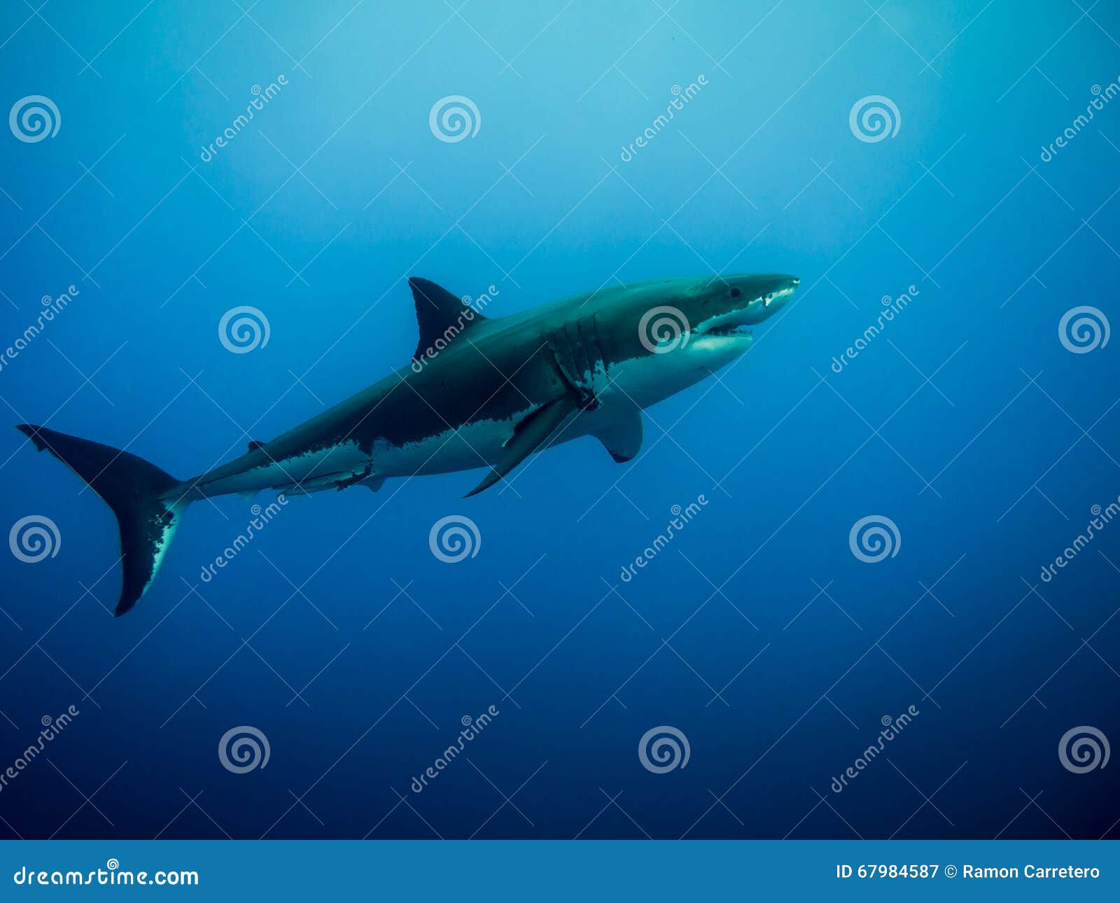 Grande Squalo Bianco Nell'oceano Blu Immagine Stock - Immagine di ...