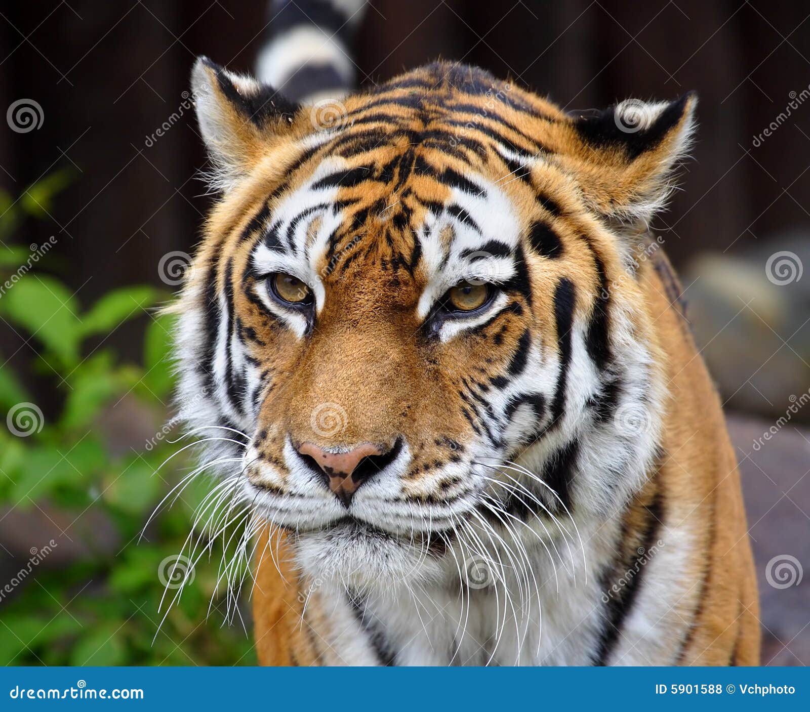 Grande tigre. fotografia stock. Immagine di predatore - 5901588