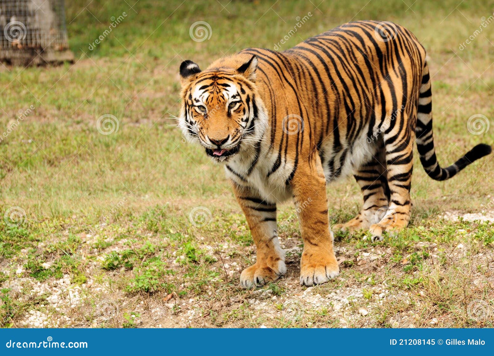 Grande tigre asiatica immagine stock. Immagine di occhi - 21208145