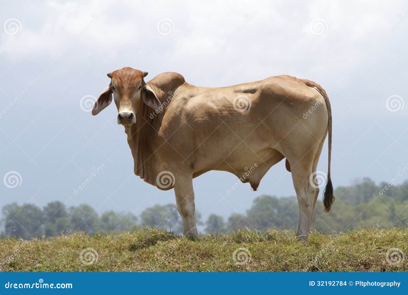Grande toro di Brahma fotografia stock. Immagine di tropicale - 32192784