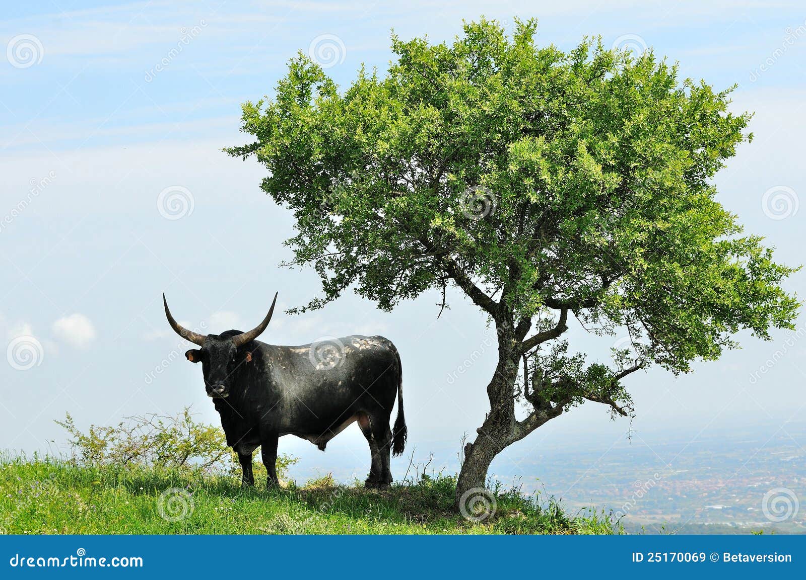 Grande toro nero immagine stock. Immagine di solitudine - 25170069