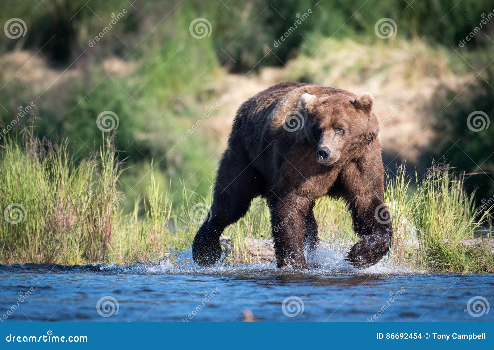 Grande Urso Marrom Do Alasca Foto de Stock - Imagem de wildlife, urso ...