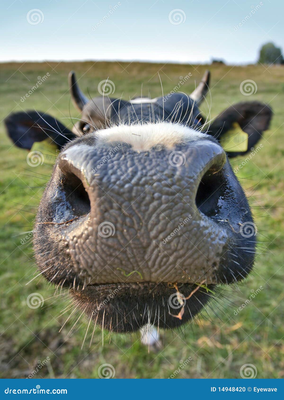 Grande vache à nez photo stock. Image du vache, agriculture - 14948420
