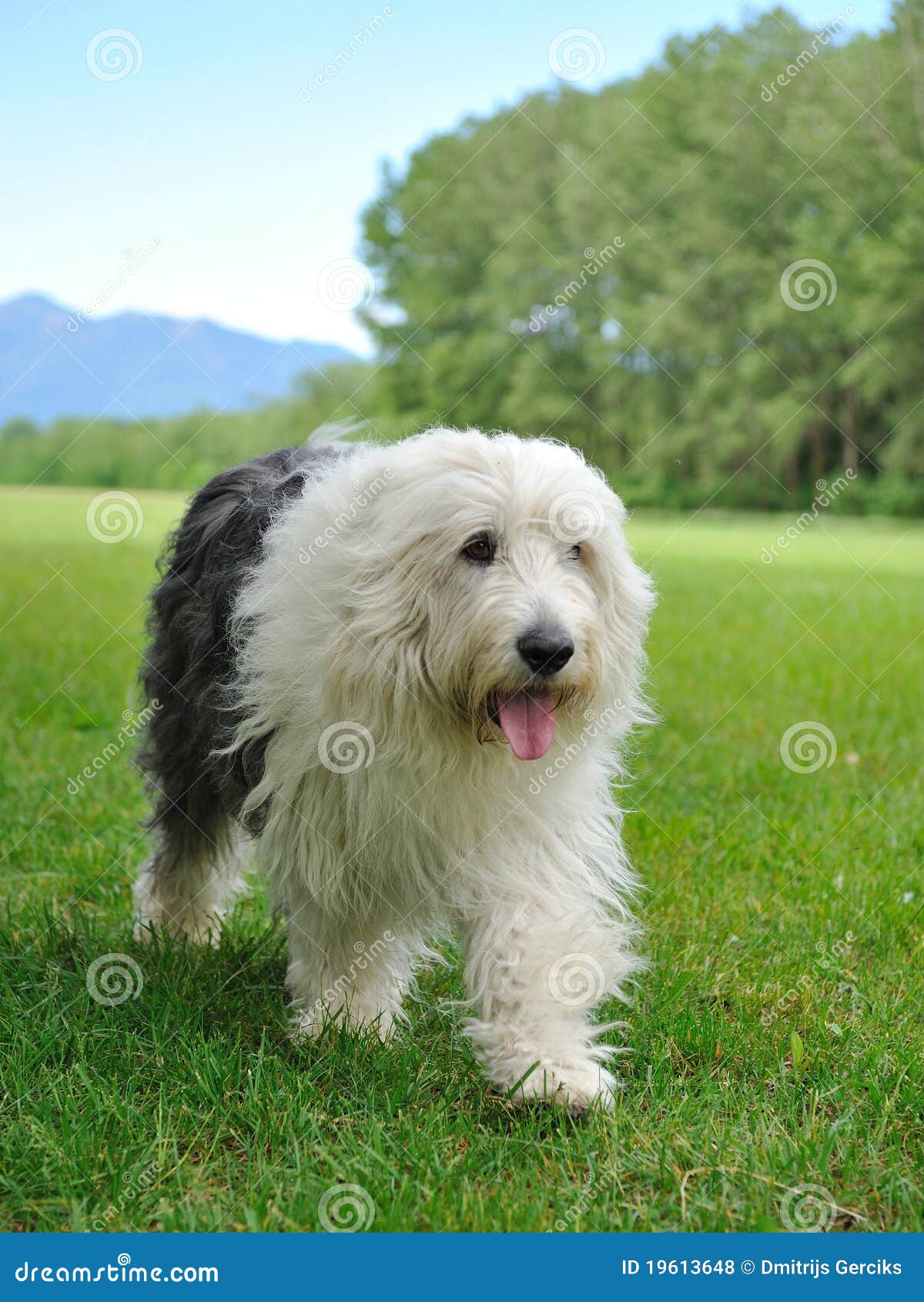 Grande Vecchio Cane Inglese Bobtail Della Razza Dello Shipdog All ...