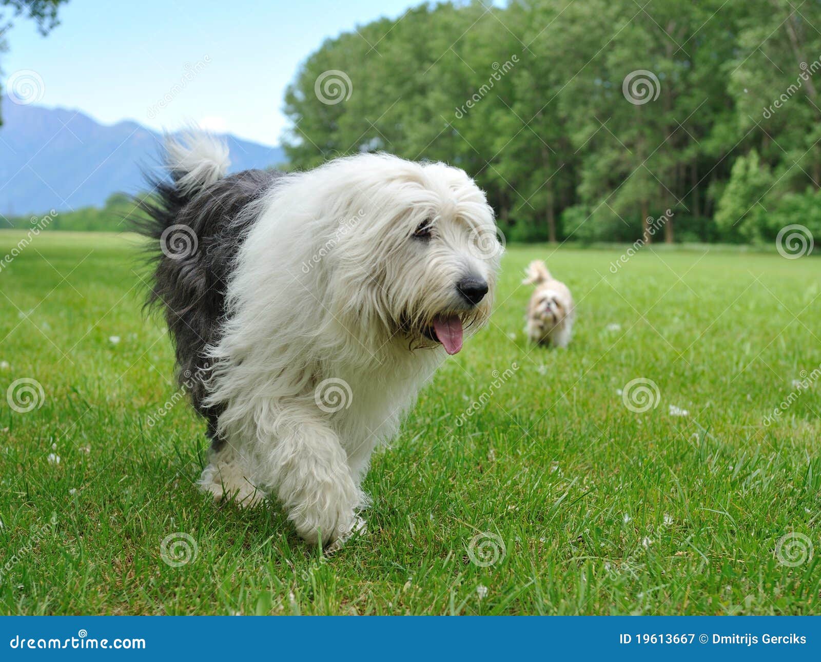 Grande Vecchio Cane Inglese Bobtail Della Razza Dello Shipdog All ...