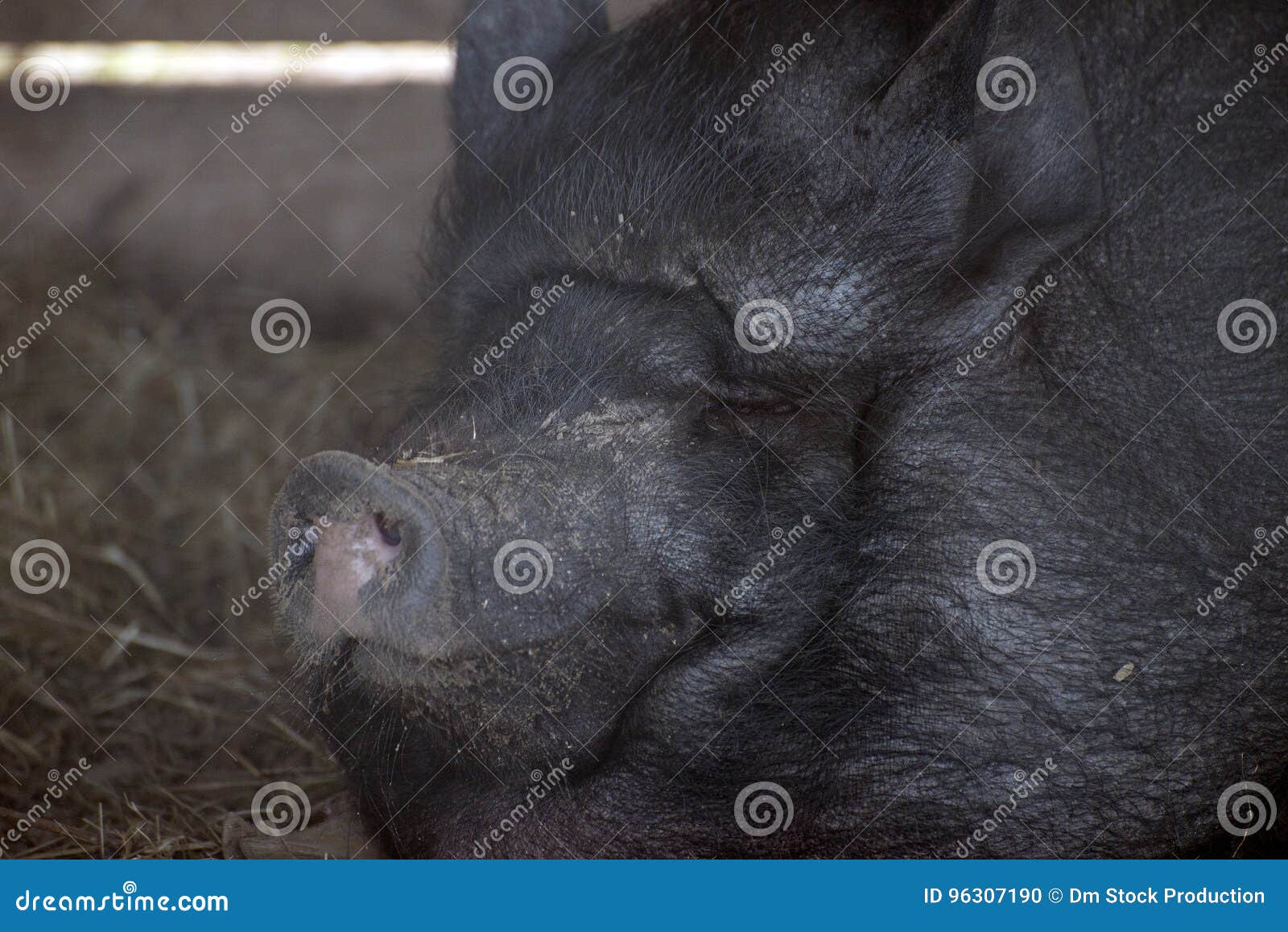 Grande verro grasso fotografia stock. Immagine di porcile - 96307190