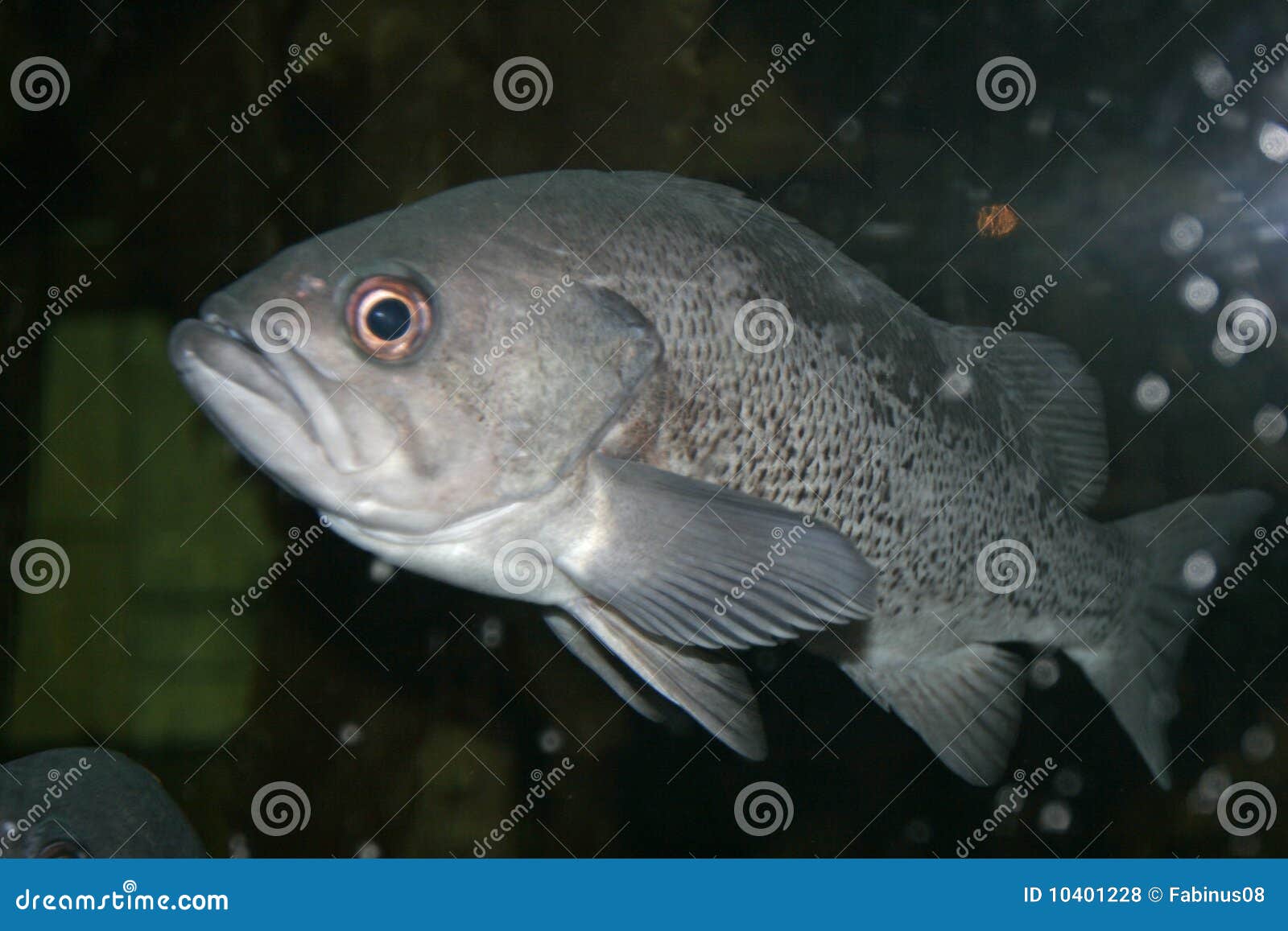 Grande Verticale De Poissons Photo stock - Image du corail, piqué: 10401228