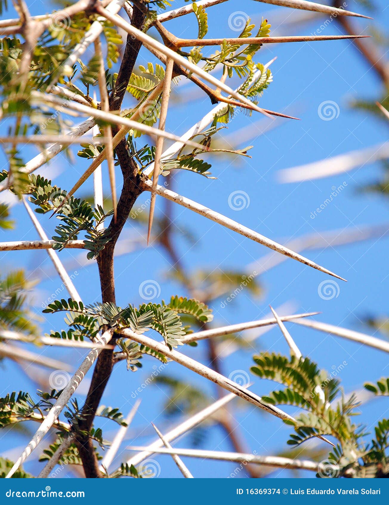 Grandes épines. photo stock. Image du barrière, jardin - 16369374