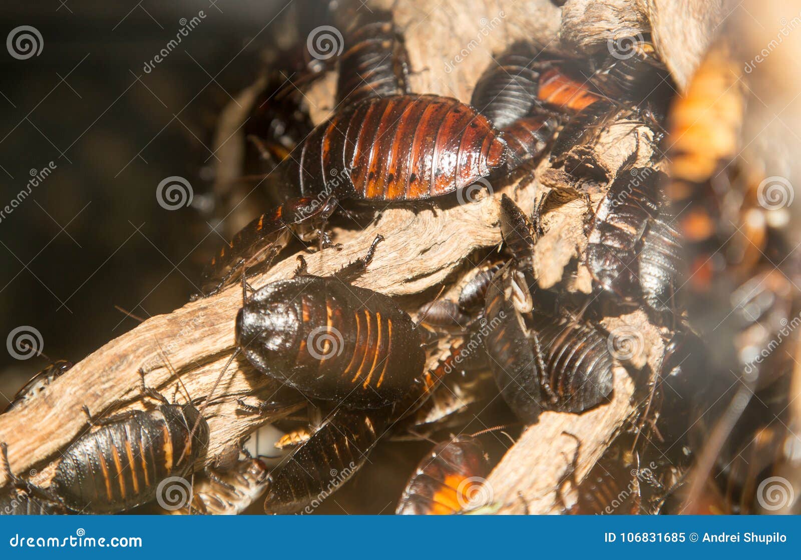 Grandes baratas imagem de stock. Imagem de grande, praga - 106831685