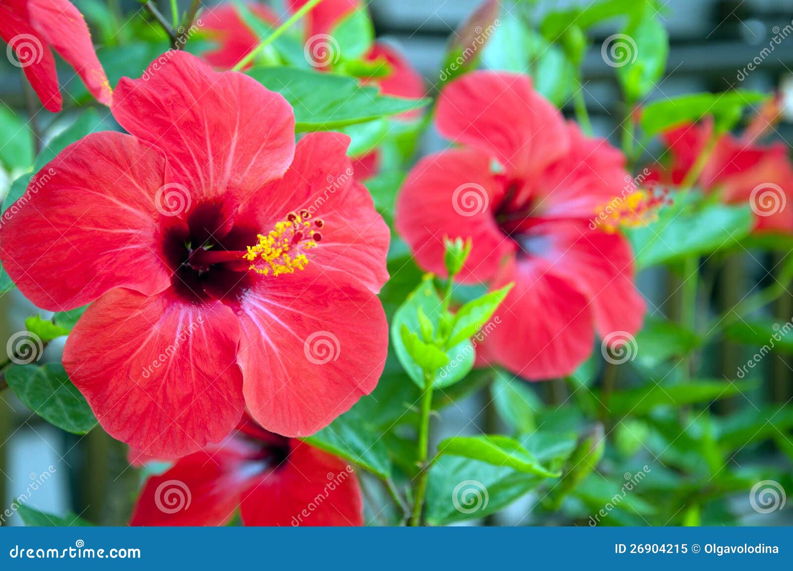 Grandes Fleurs Rouges De Ketmie Image stock - Image du grand, fleurs ...