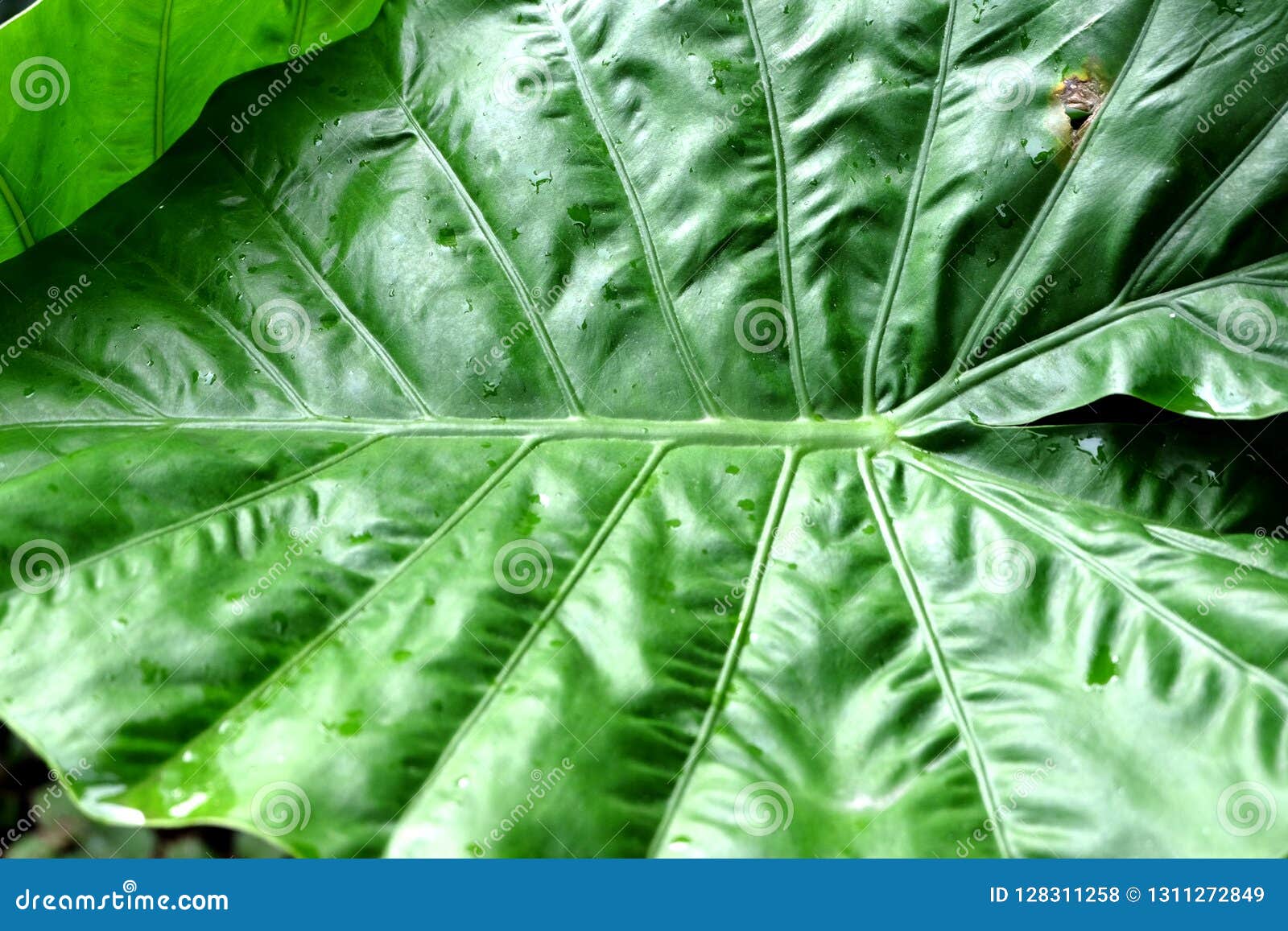 Grandes Folhas Com Linhas Claras Foto de Stock - Imagem de taro ...