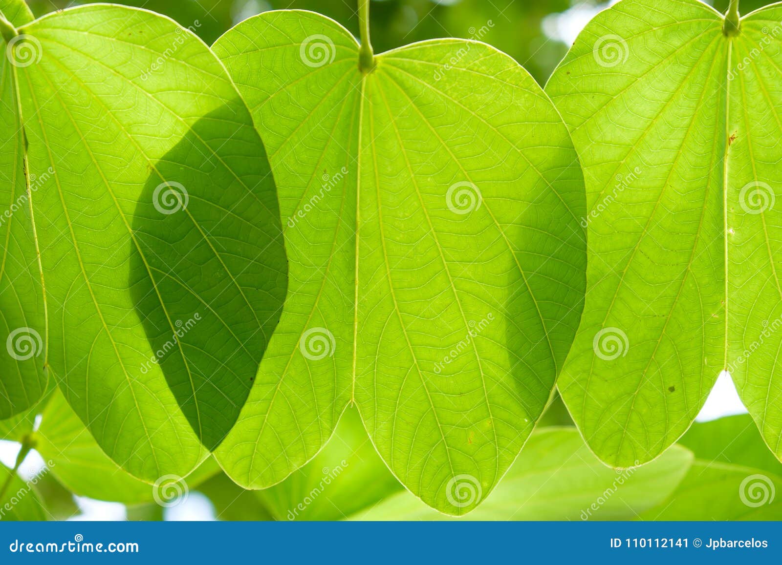 Grandes Folhas Do Verde Com a Luz Solar Que Brilha Completamente Imagem ...