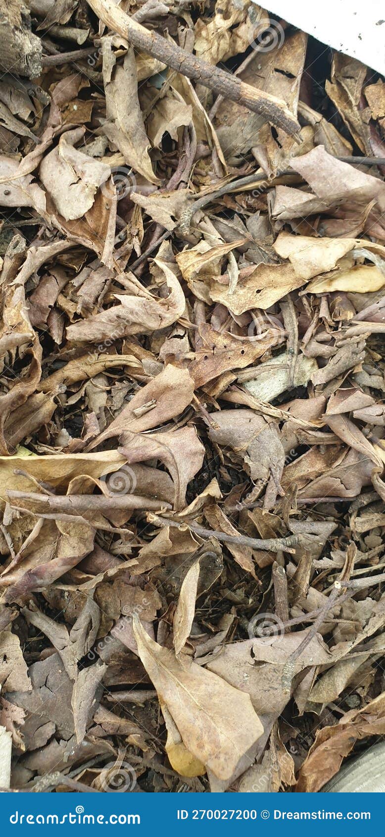 Grandes Folhas Secas Para Papel De Parede Foto de Stock - Imagem de ...