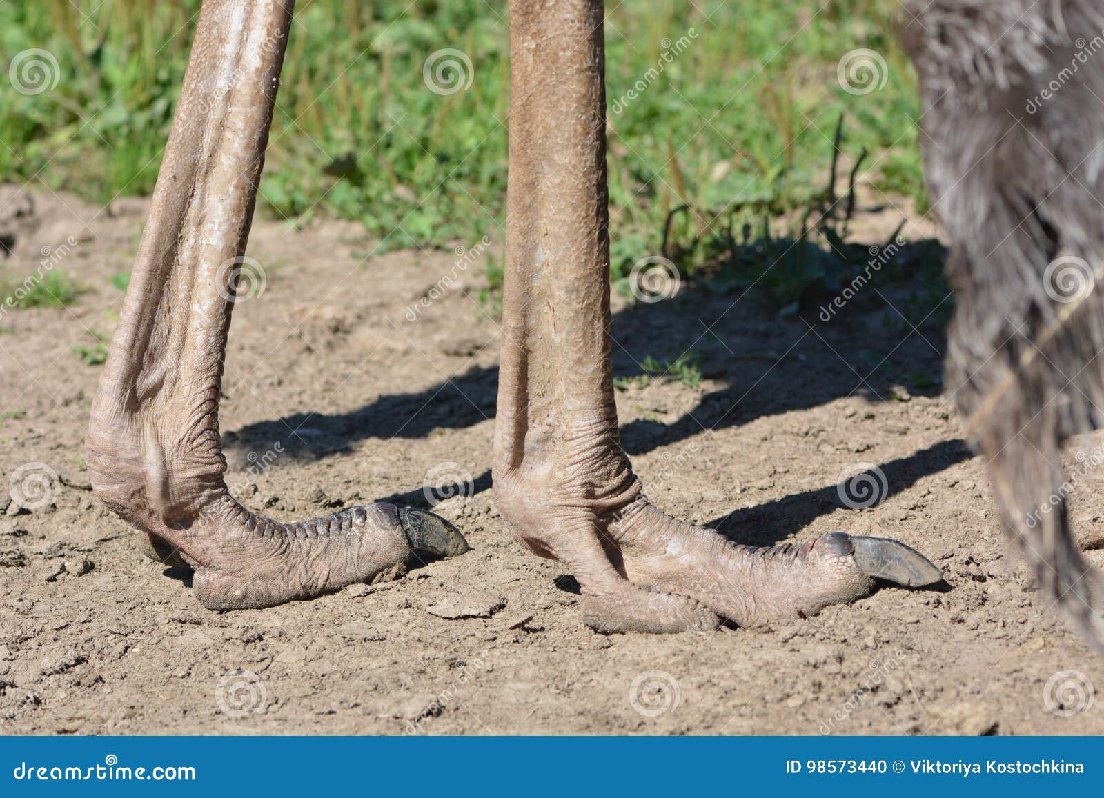 Grandes jambes d'autruche photo stock. Image du zone - 98573440