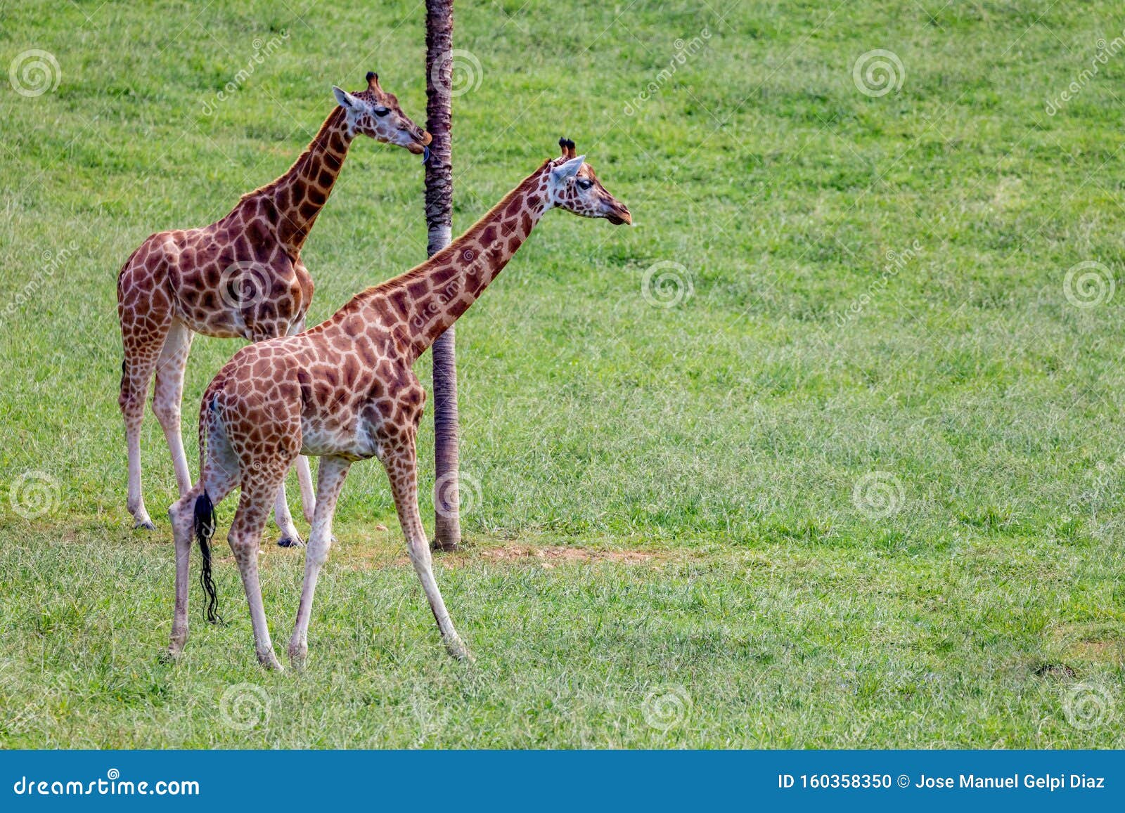 Grandes jirafas asombrosas foto de archivo. Imagen de cubo - 160358350