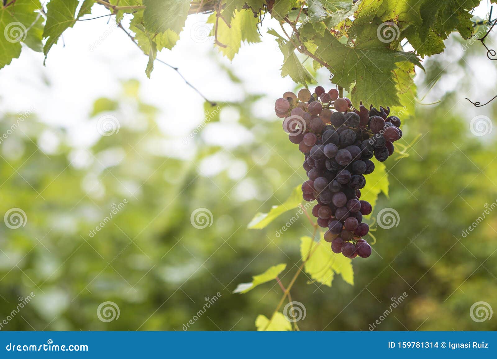 Grandes Ramas De Uvas Cuelgan De Una Vid. Foto de archivo - Imagen de ...