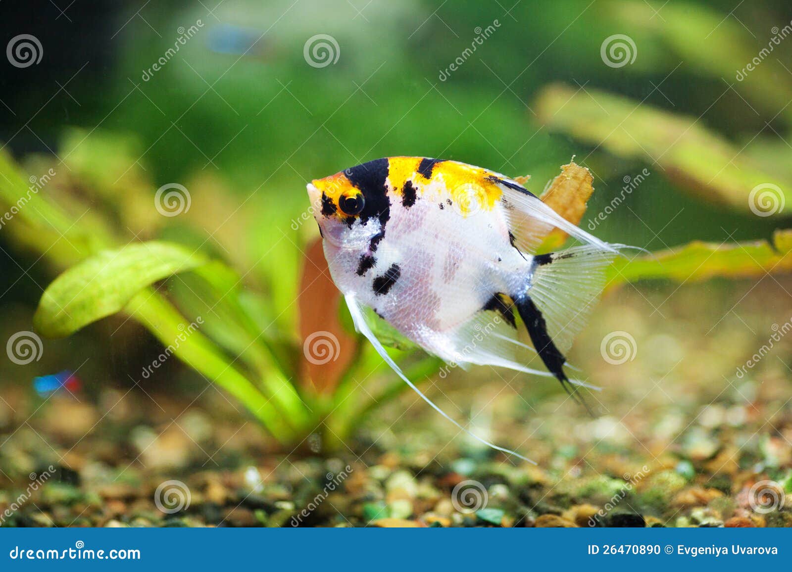 Grandeur Scalaire De Poissons Photo stock - Image du natation, gravier ...