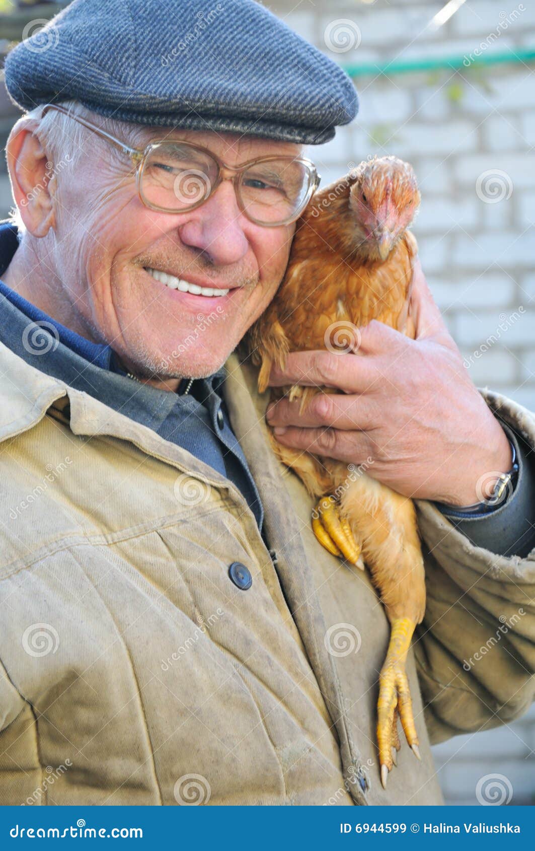 435 Grandfather Chicken Stock Photos - Free & Royalty-Free Stock Photos ...