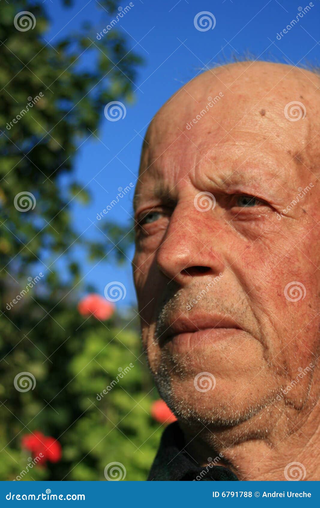 Grandfather Portrait Picture. Image: 6791788