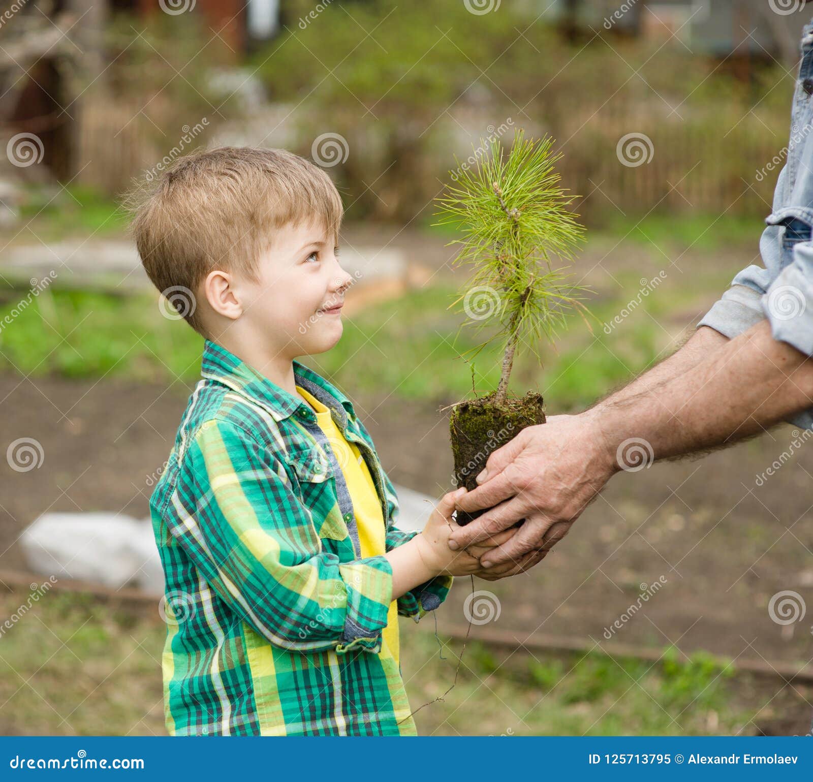 Grandfather Transmits To His Grandson Cedar Sapling Stock Image - Image ...
