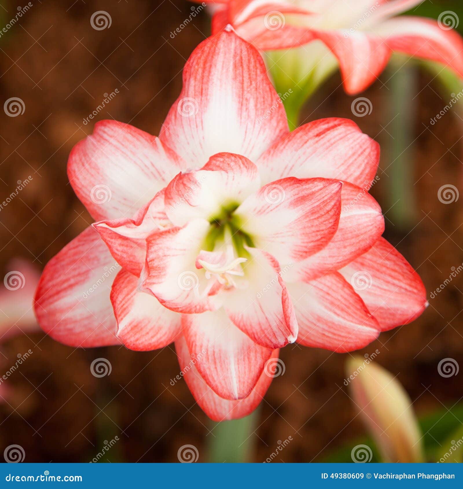 Grandi Fiori Rossi E Bianchi Immagine Stock - Immagine di foglio ...