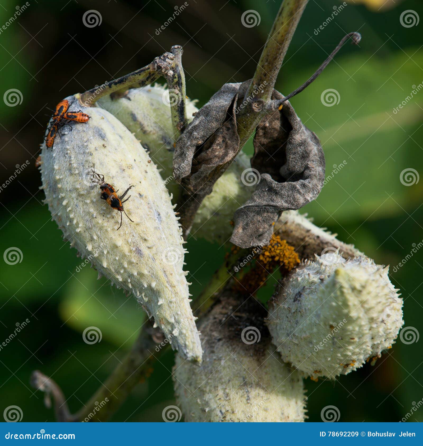 Grandi Insetti Del Milkweed Immagine Stock - Immagine di nero, giardino ...