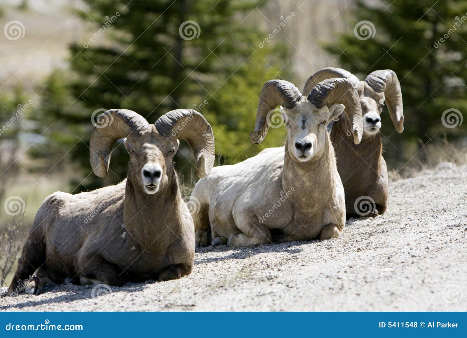 Grandi pecore del corno. fotografia stock. Immagine di nave - 5411548