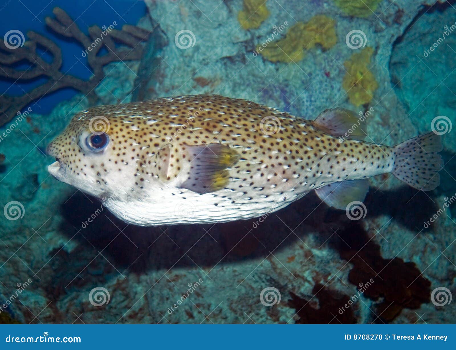 Grandi Pesci Del Pesce Palla Fotografia Stock - Immagine di acquario ...