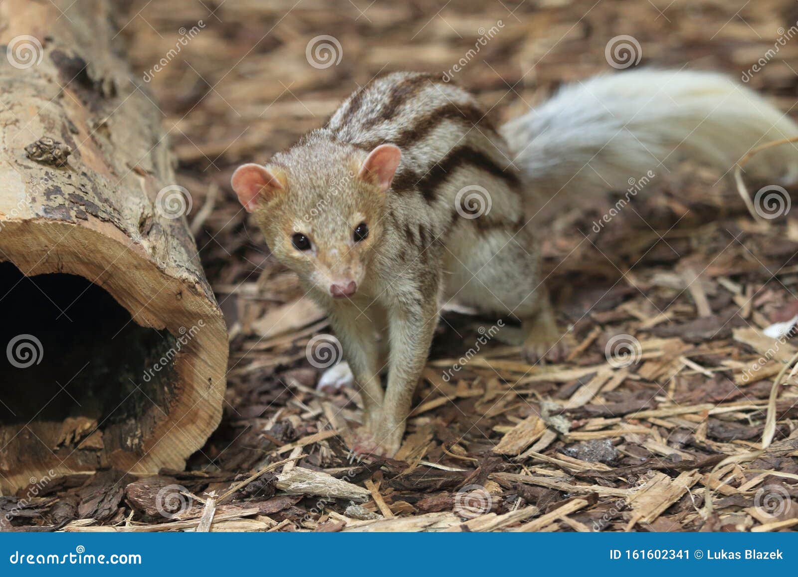 Grandidier mongoose stock image. Image of vontsira, african - 161602341