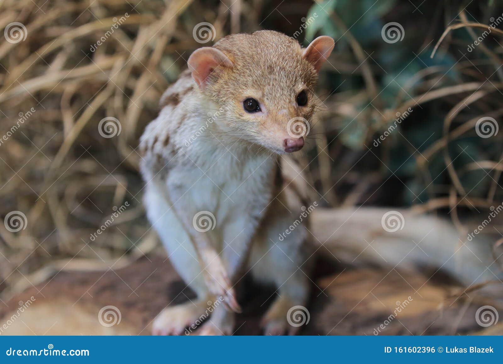 Grandidier mongoose stock photo. Image of vontsira, small - 161602396