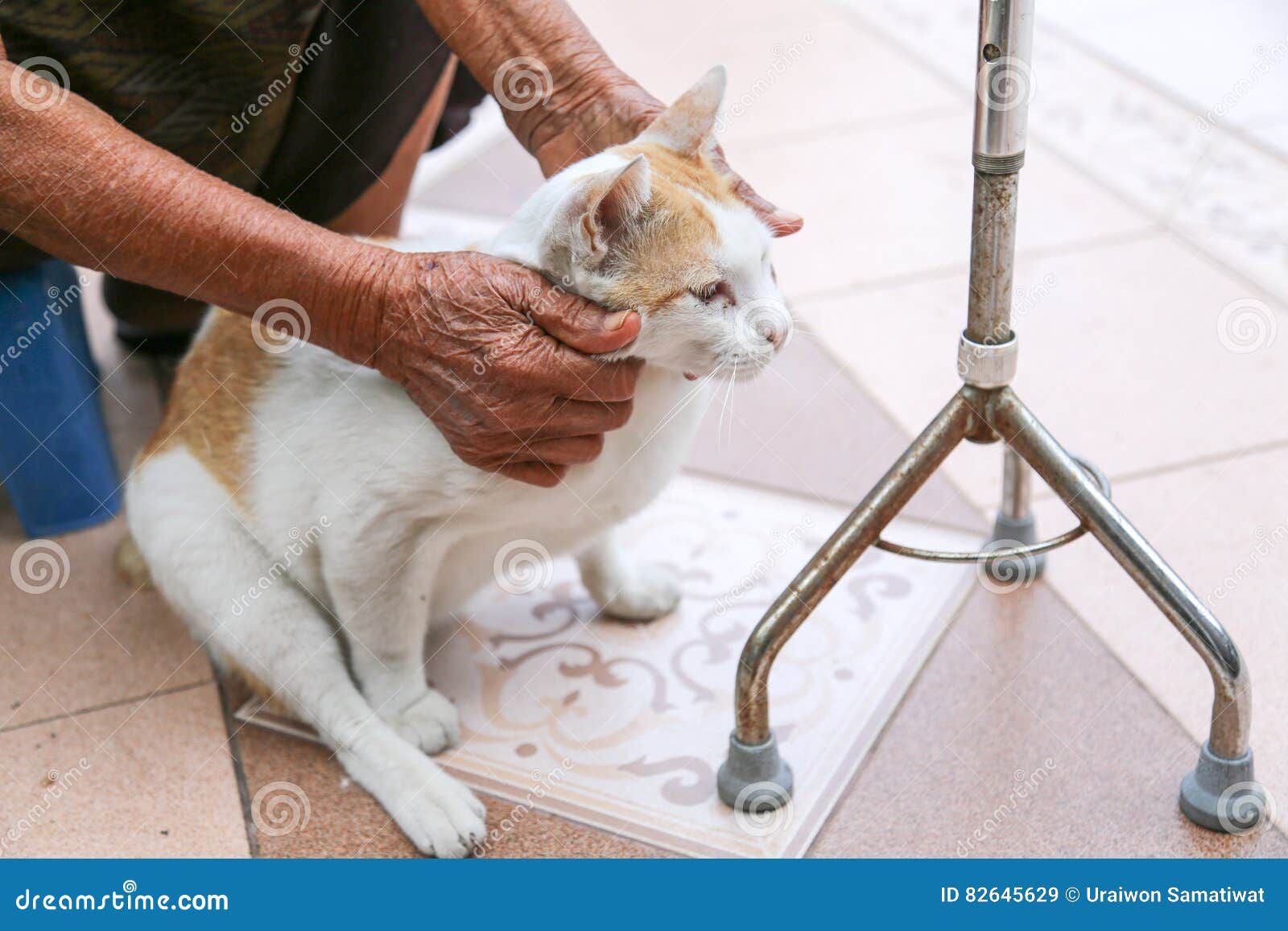 Grandma play with the cat. stock image. Image of cute - 82645629