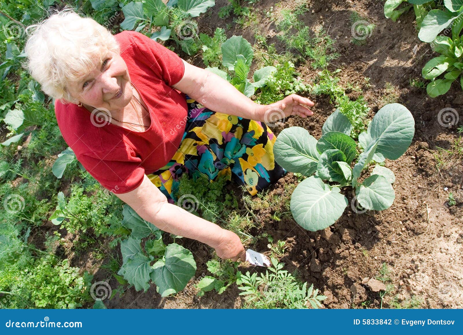Grandmother Weeding Cabbage Stock Photo - Image of vegetable, housework ...