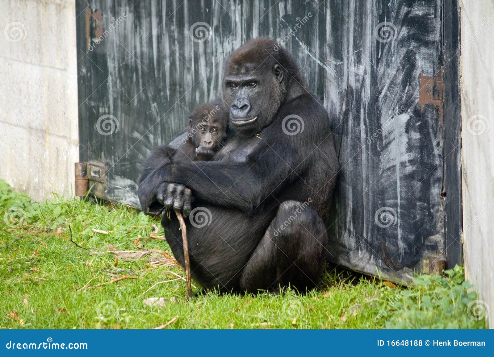 Grandpa Monkey with Baby Monkey Stock Photo - Image of family, eyes ...