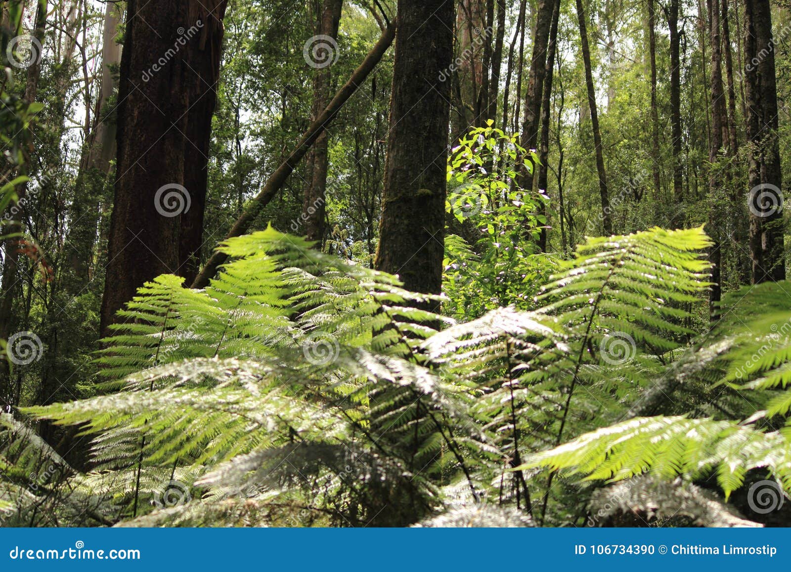 Grands Arbres Dans La Forêt Tropicale Australienne Photo stock - Image ...
