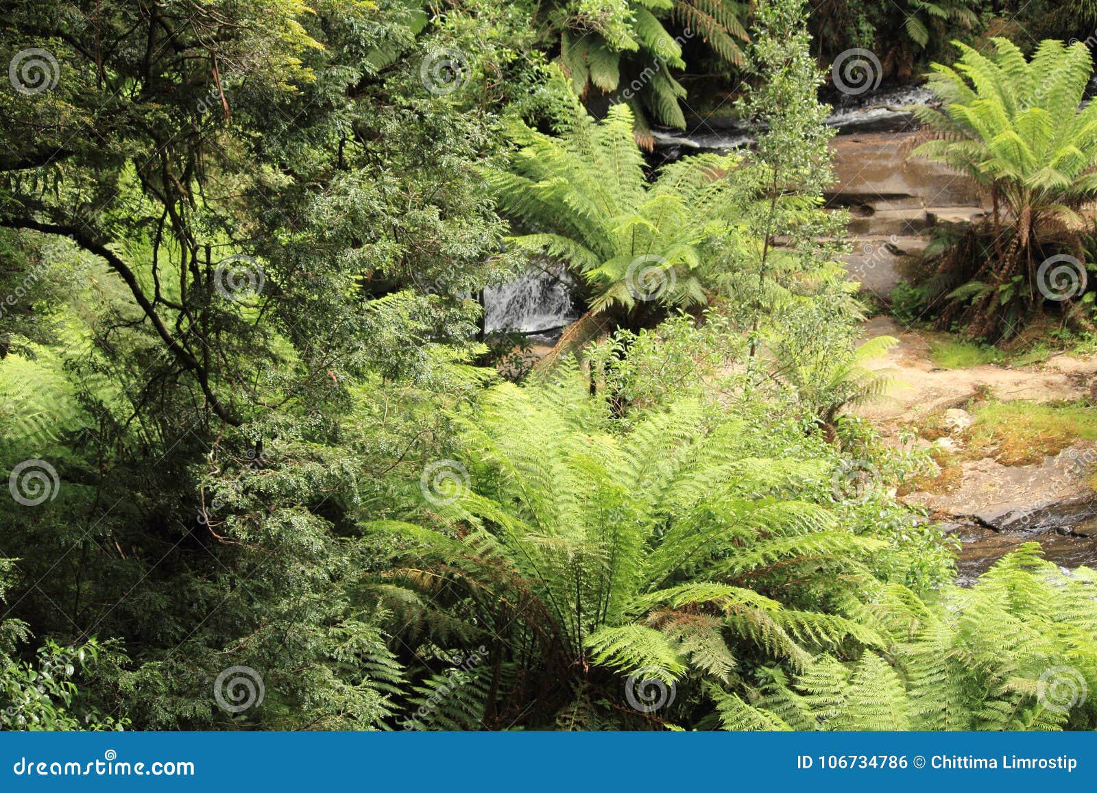 Grands Arbres Dans La Forêt Tropicale Australienne Photo stock - Image ...