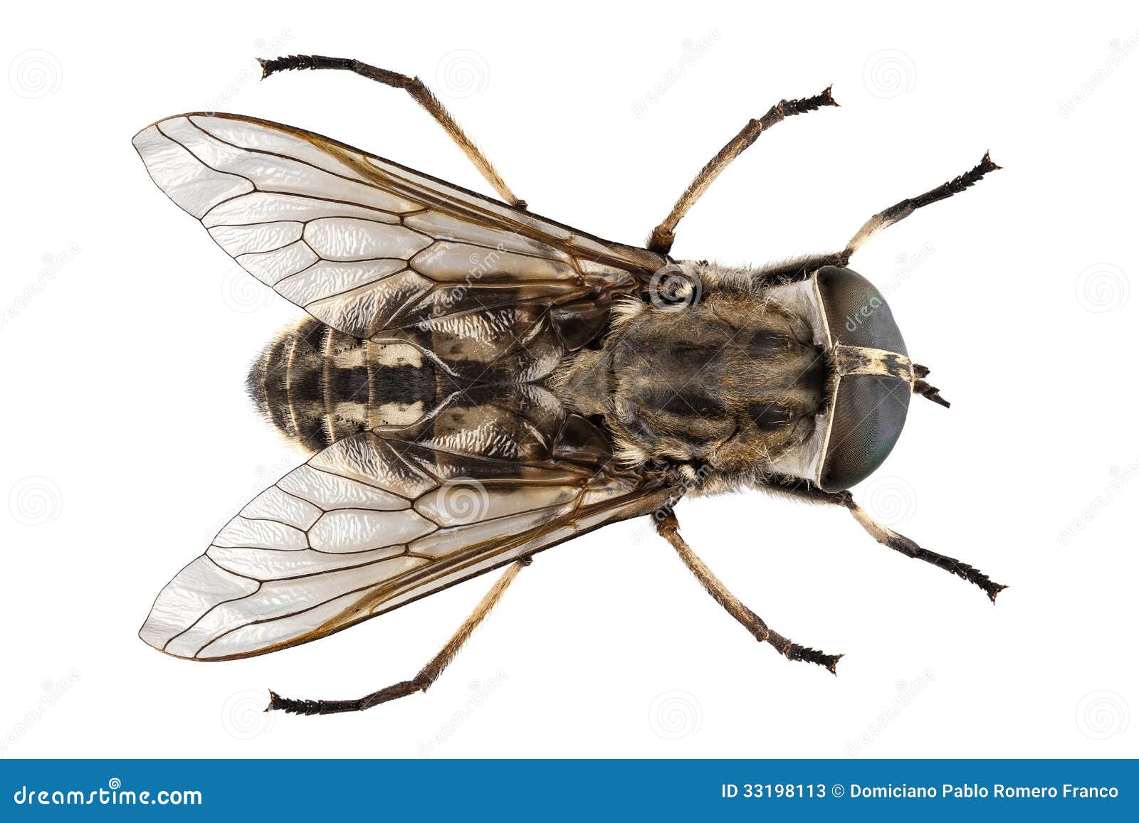 Grands Autumnalis De Tabanus D'espèces De Taon De Marais Image stock ...