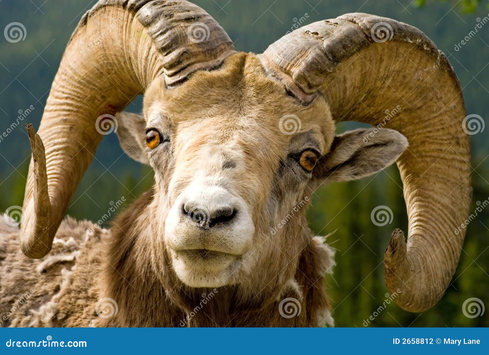 Grands moutons à cornes photo stock. Image du canada, créature - 2658812