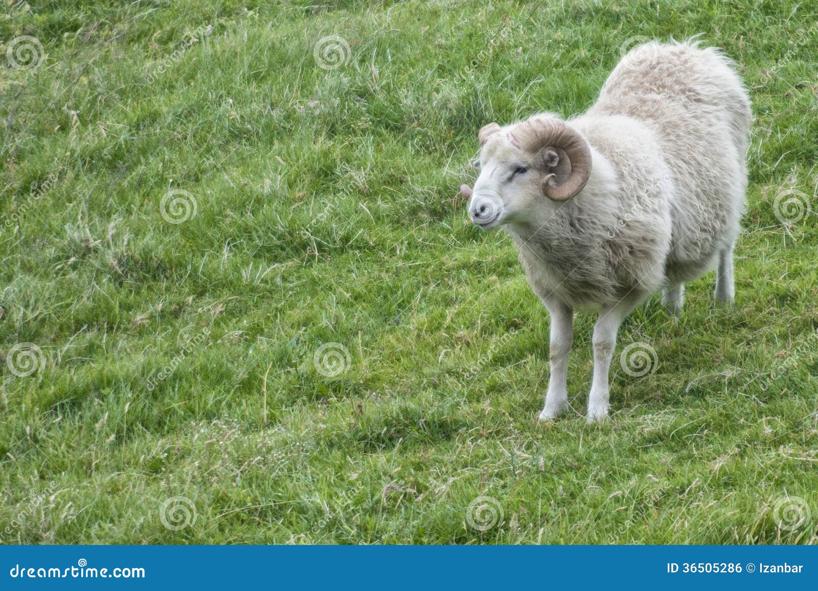 Grands Moutons Blancs De RAM Photo stock - Image du île, klaxon: 36505286