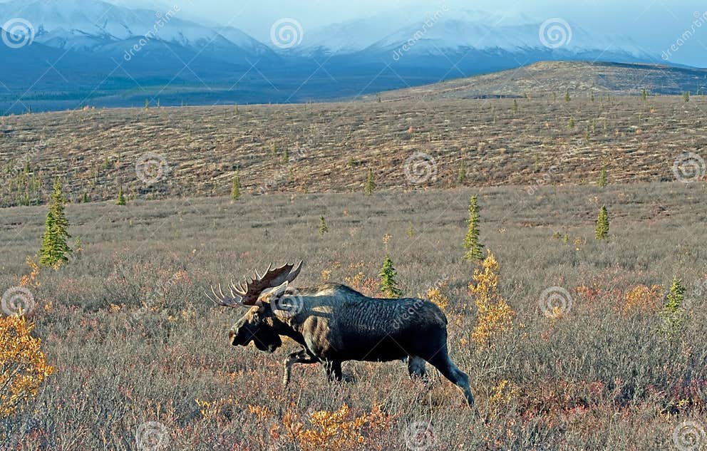 Grands Orignaux Sauvages De Bull Image stock - Image du arbres, nord ... Grands Orignaux Sauvages De Bull Image stock - Image du arbres, nord ...