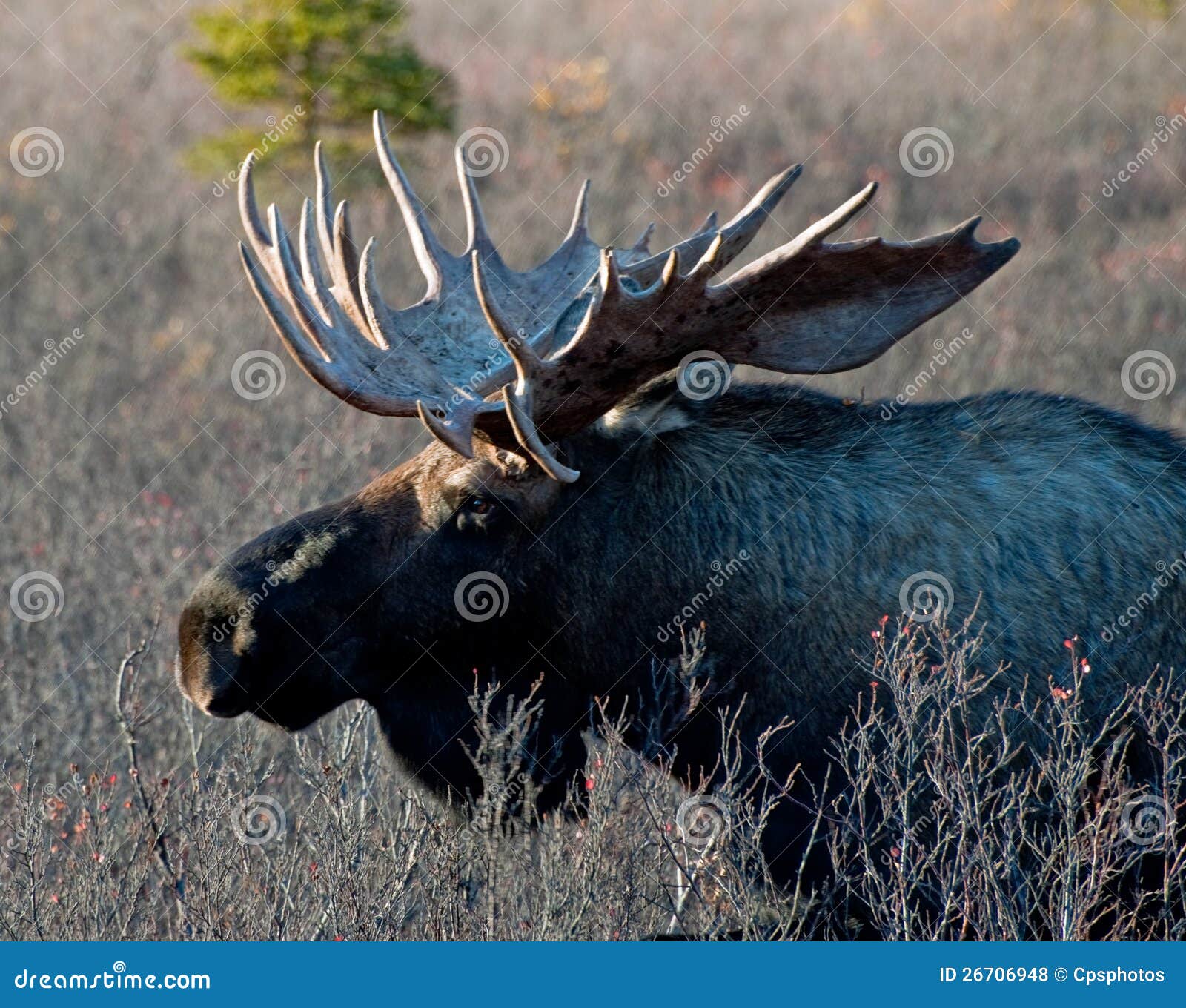 Grands Orignaux Sauvages De Bull Photo stock - Image du sauvage ... Grands Orignaux Sauvages De Bull Photo stock - Image du sauvage ...