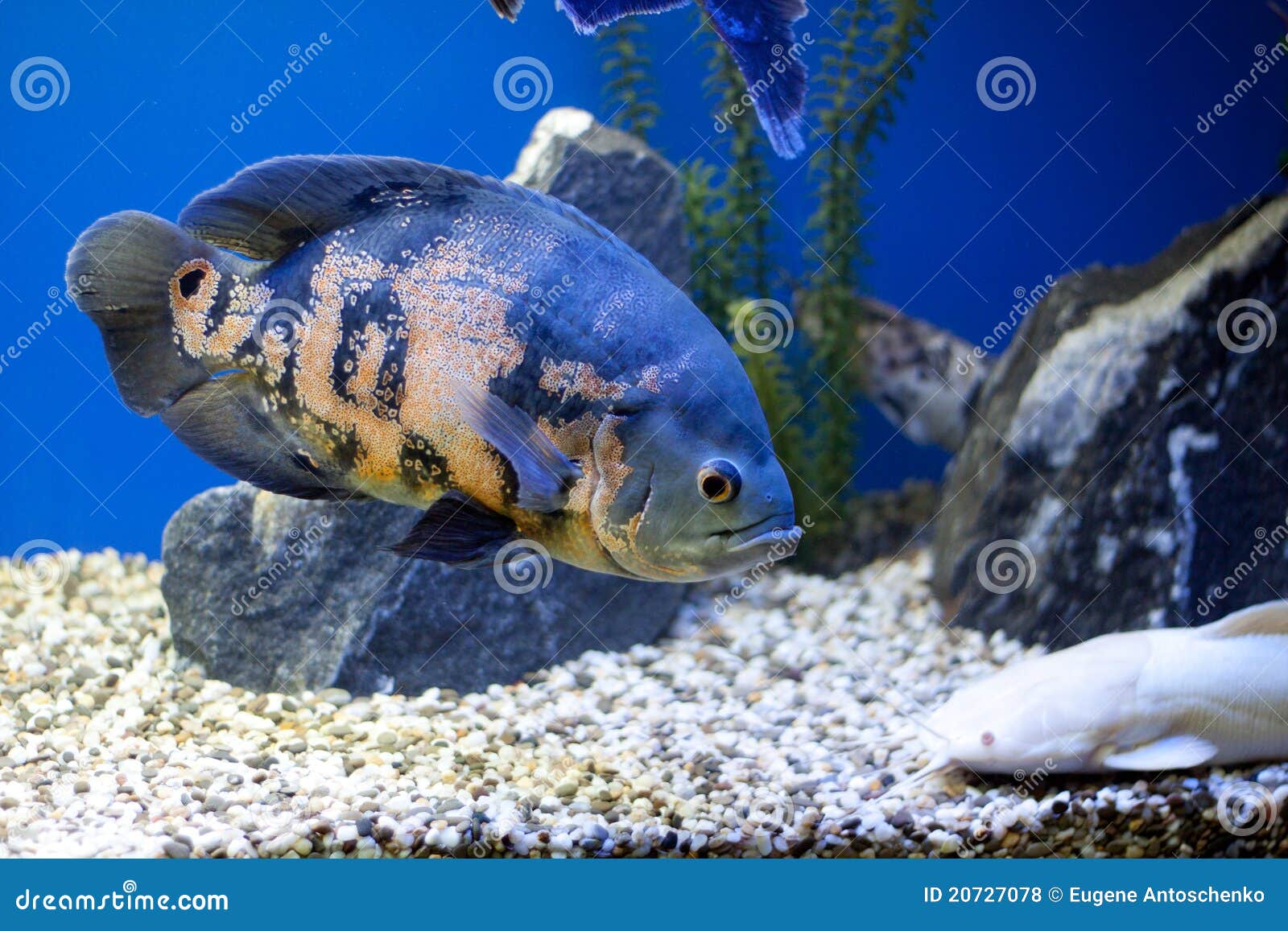 Grands Poissons Bleus Sous-marins Photo stock - Image du sauvage ...
