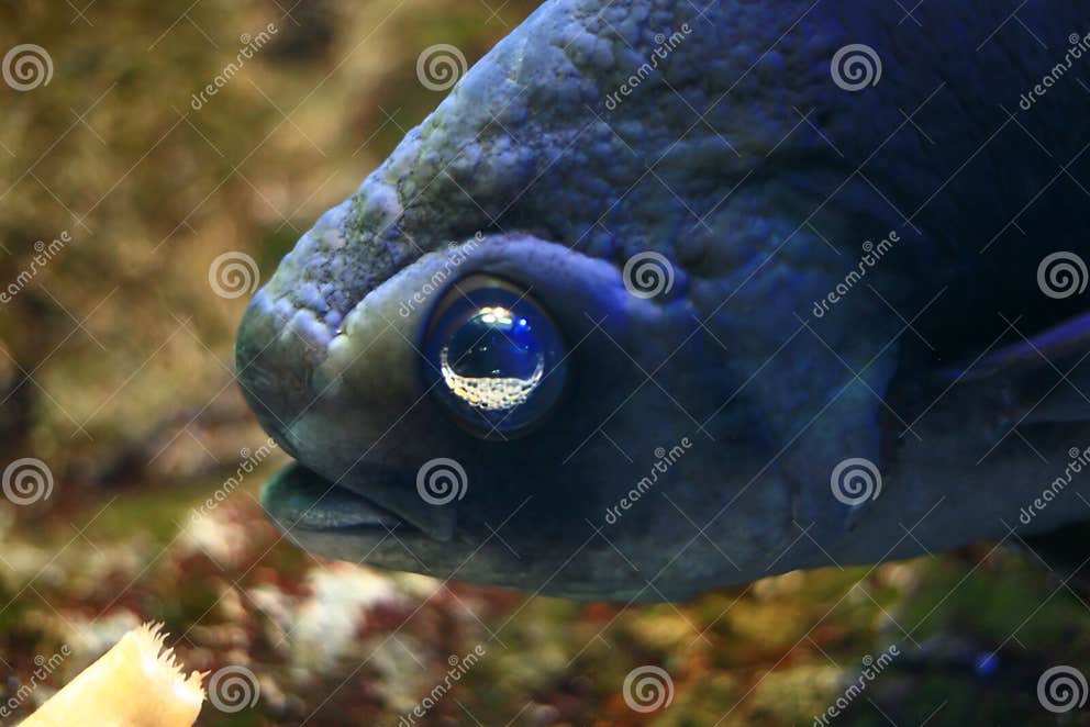 Grands poissons d'oeil photo stock. Image du grand, durée - 8938546