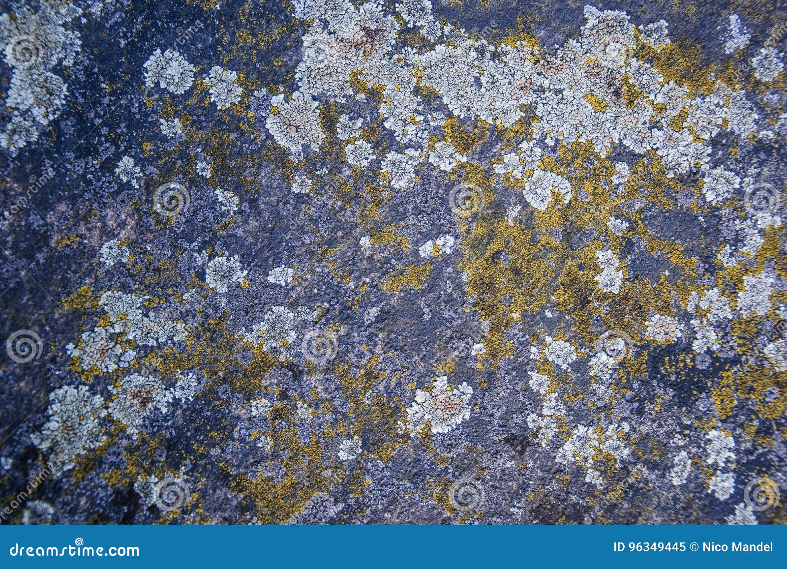 Granit texture lichen stock image. Image of granit, texture - 96349445