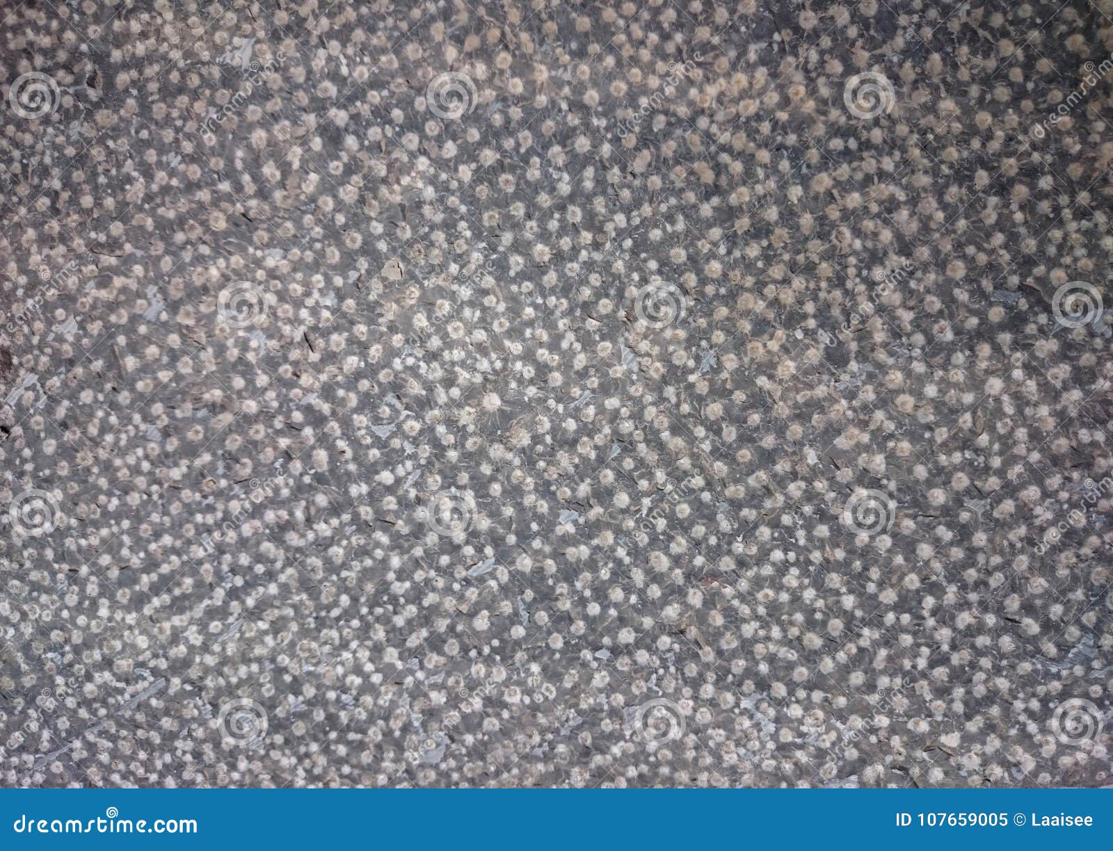 Granite or Concrete Grey Dotted Grid Pattern. Grained Stone Back Stock ...