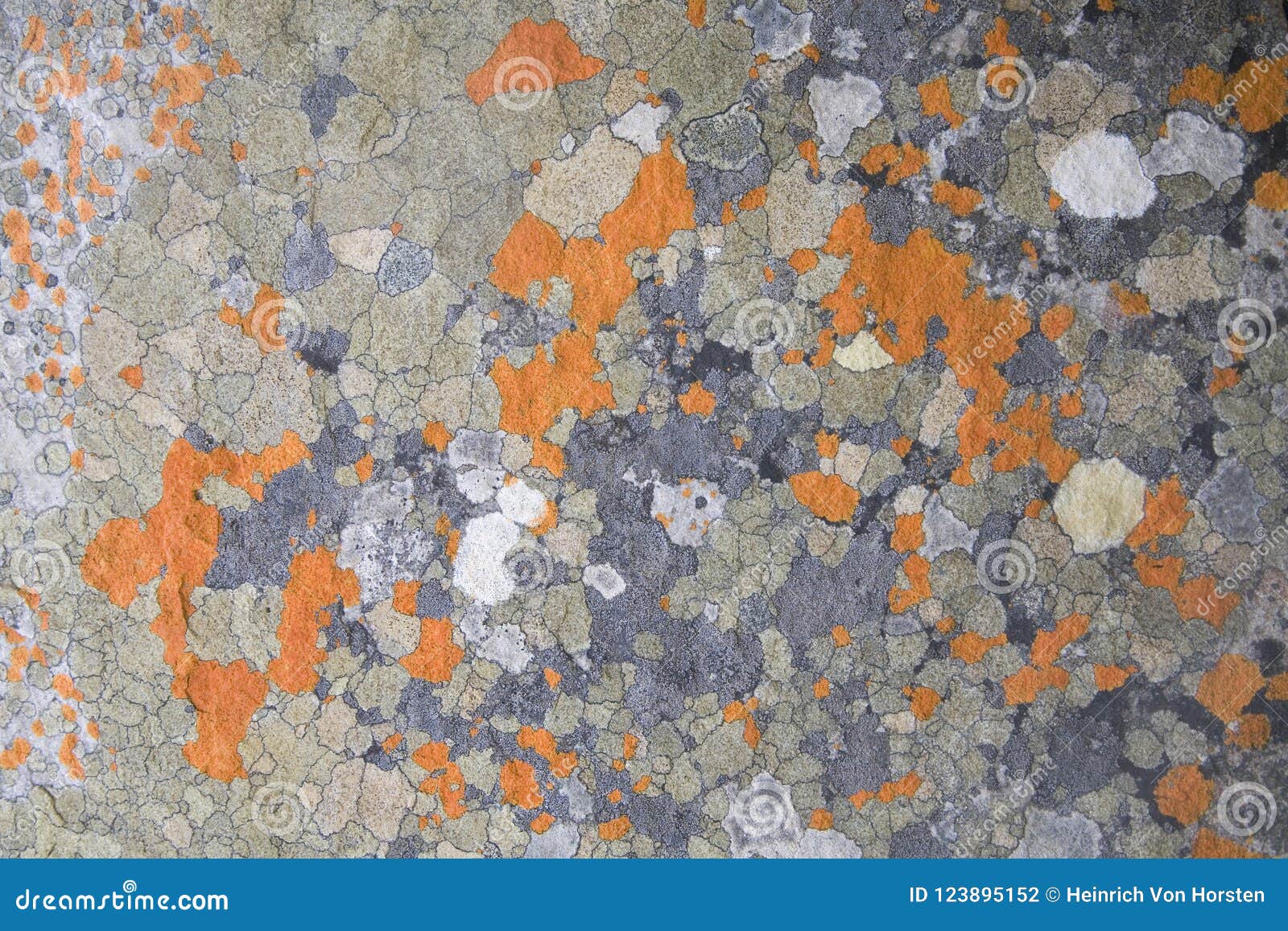 Lichen patterns on a rock stock photo. Image of artwork - 123895152