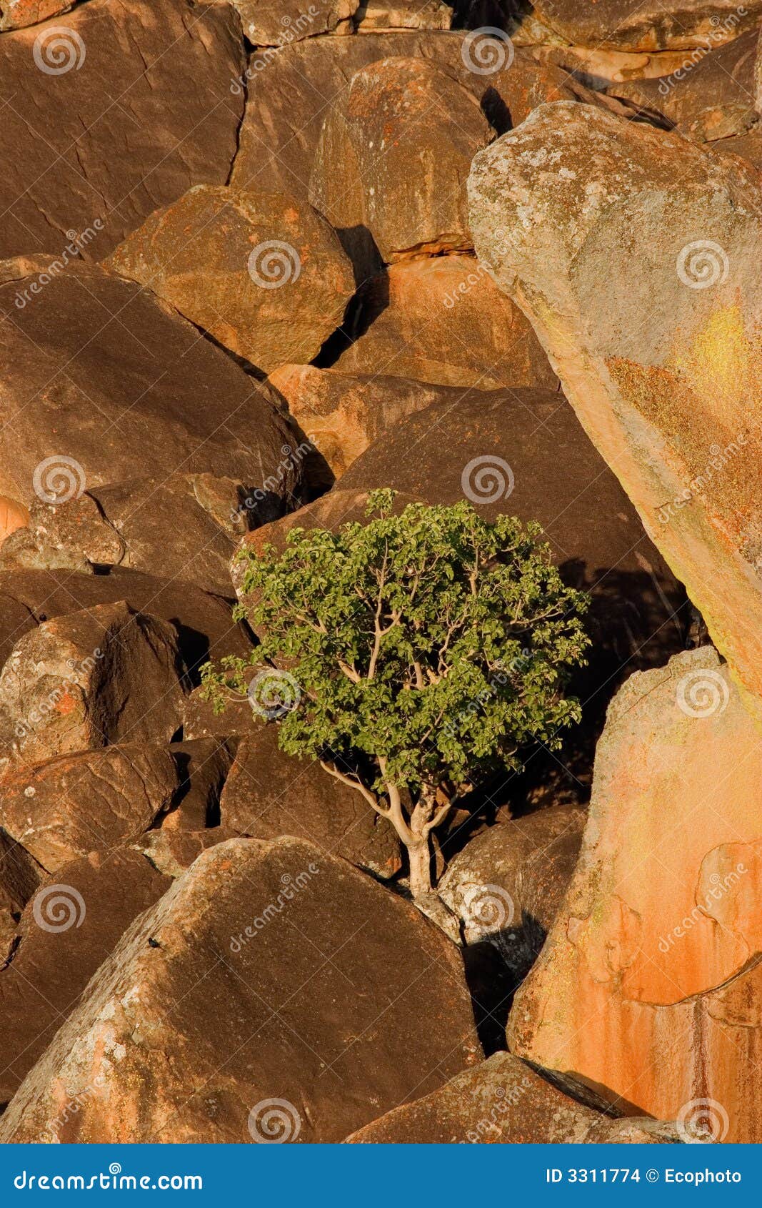 Granite rocks and tree stock photo. Image of light, southern - 3311774