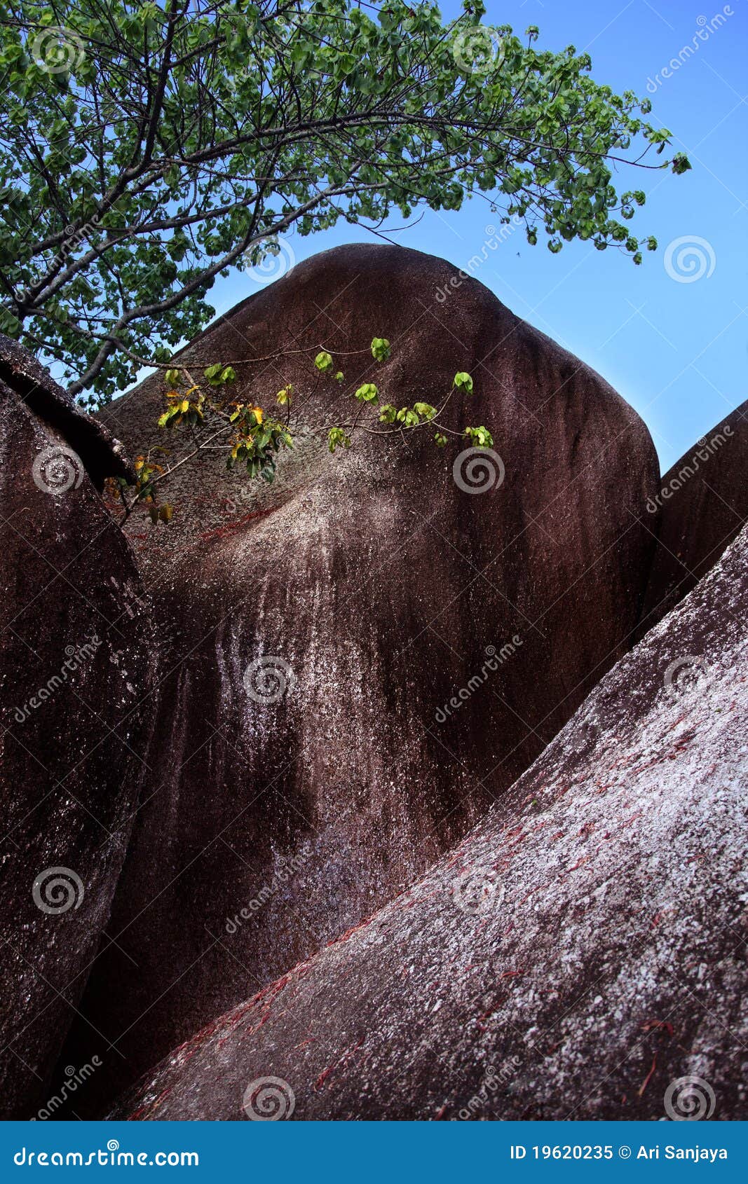 Granite stone formation stock image. Image of ocean, tree - 19620235